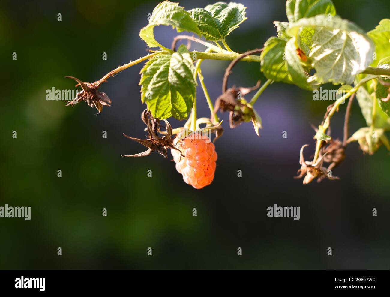 Raspberry variety Orange miracle growing in garden Stock Photo - Alamy