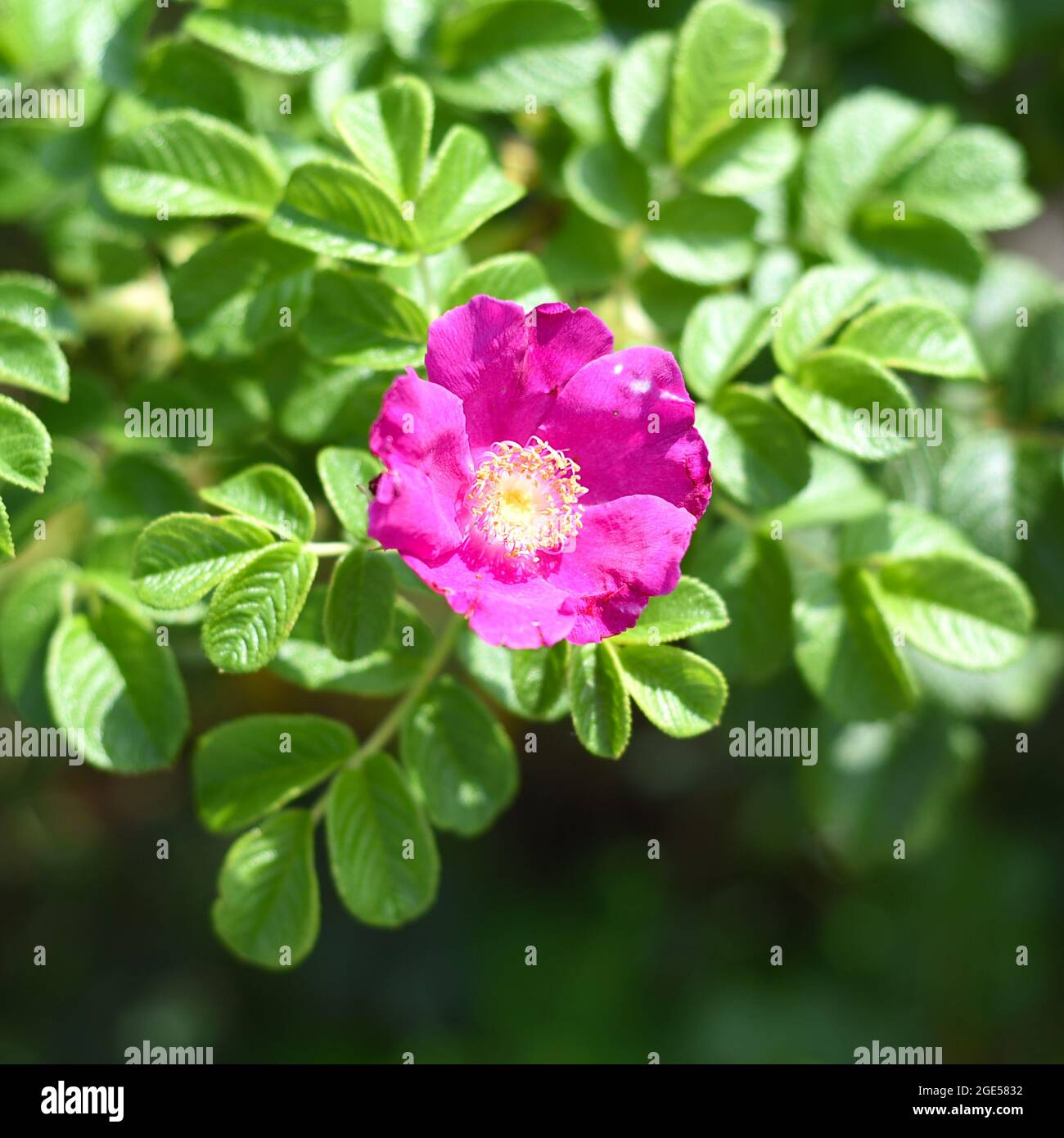 Flowering bush of rose hip (also called rose haw and rose hep Stock ...