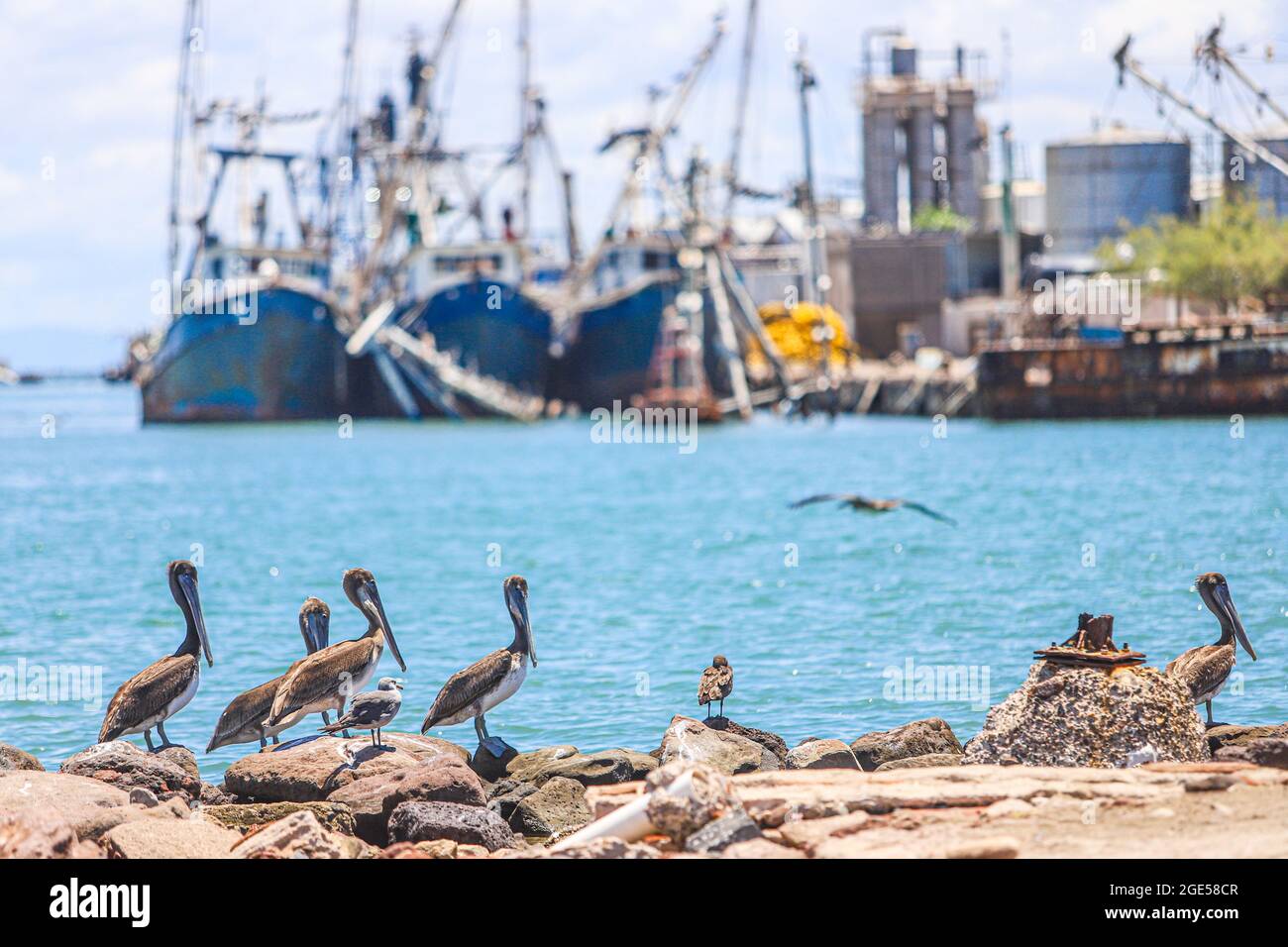 Pelicans in the seaport and bay of Yavaros. Yavaros-Moroncarit are ...