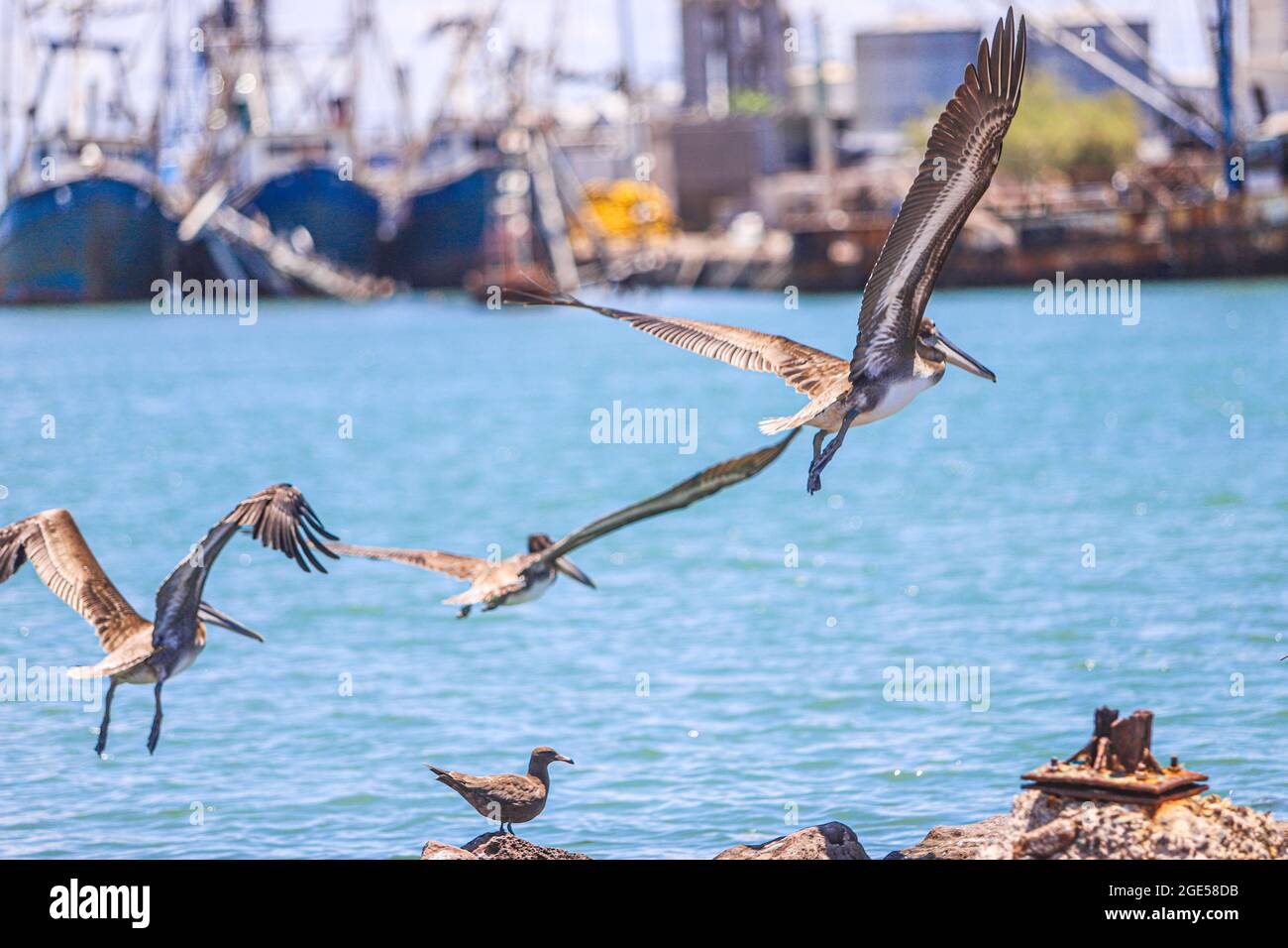 Pelicans in the seaport and bay of Yavaros. Yavaros-Moroncarit are ...