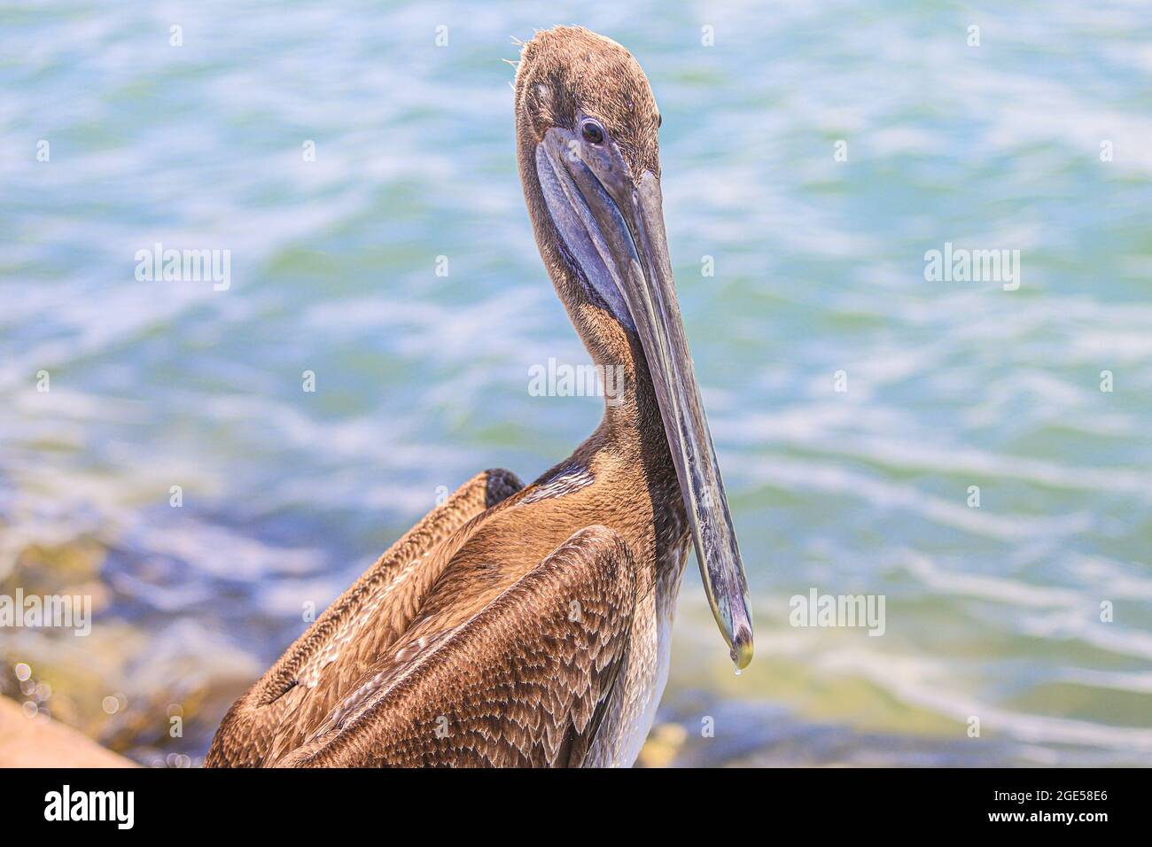 Pelicans in the seaport and bay of Yavaros. Yavaros-Moroncarit are ...