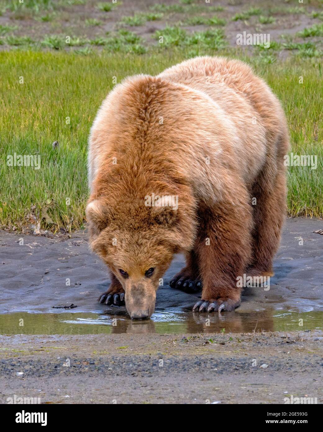 Alaska Peninsula Brown Bear or Coastal Brown Bear Drinking from Stream ...
