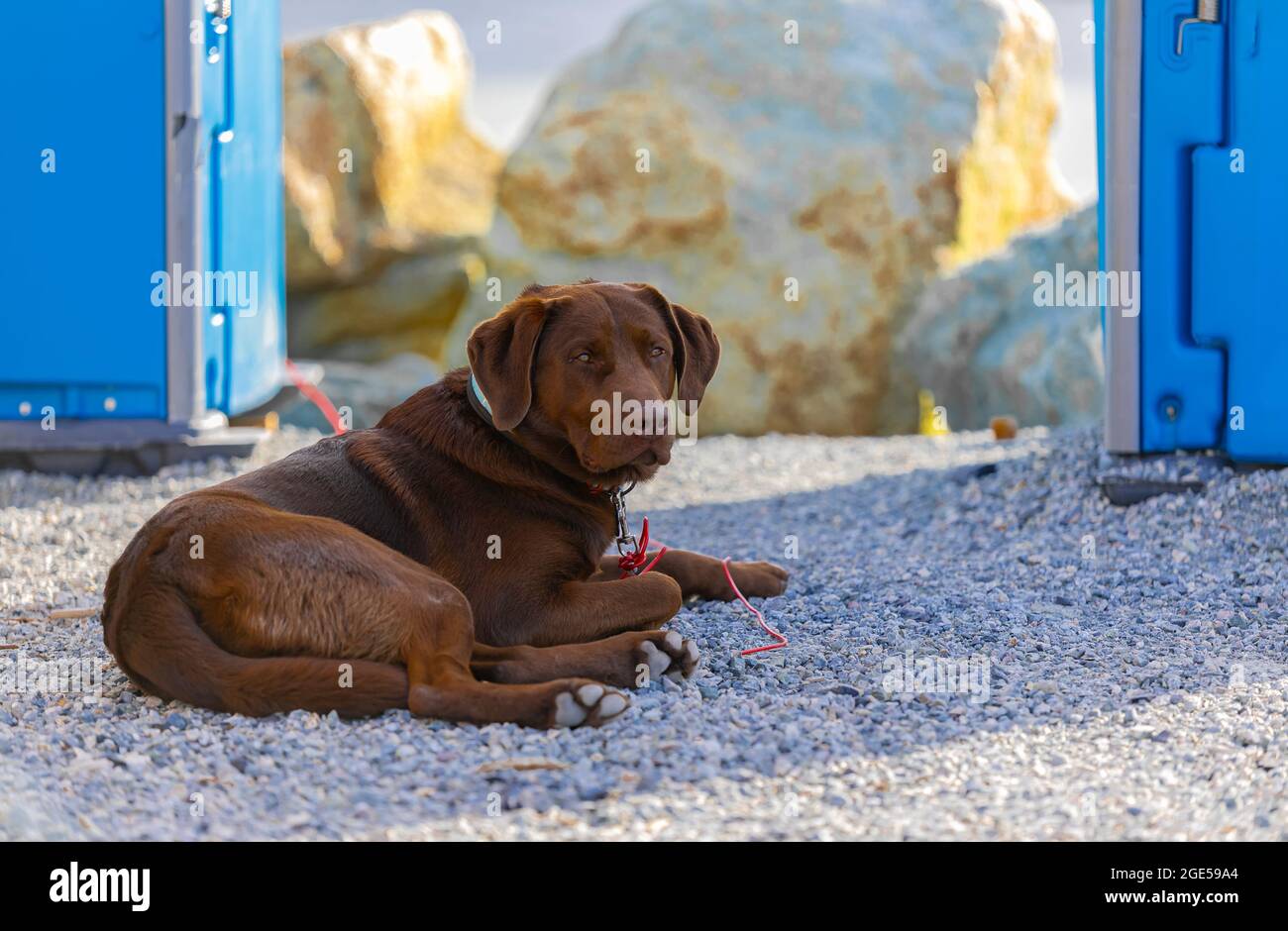 Brown labrador fun hi-res stock photography and images - Alamy