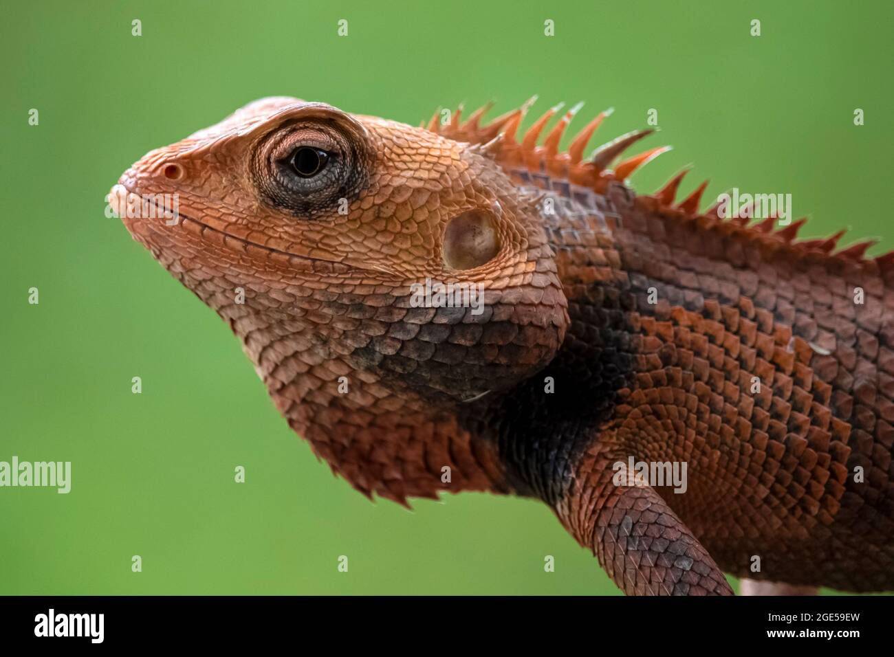 Closeup of a beautiful Indian garden lizard face Stock Photo - Alamy