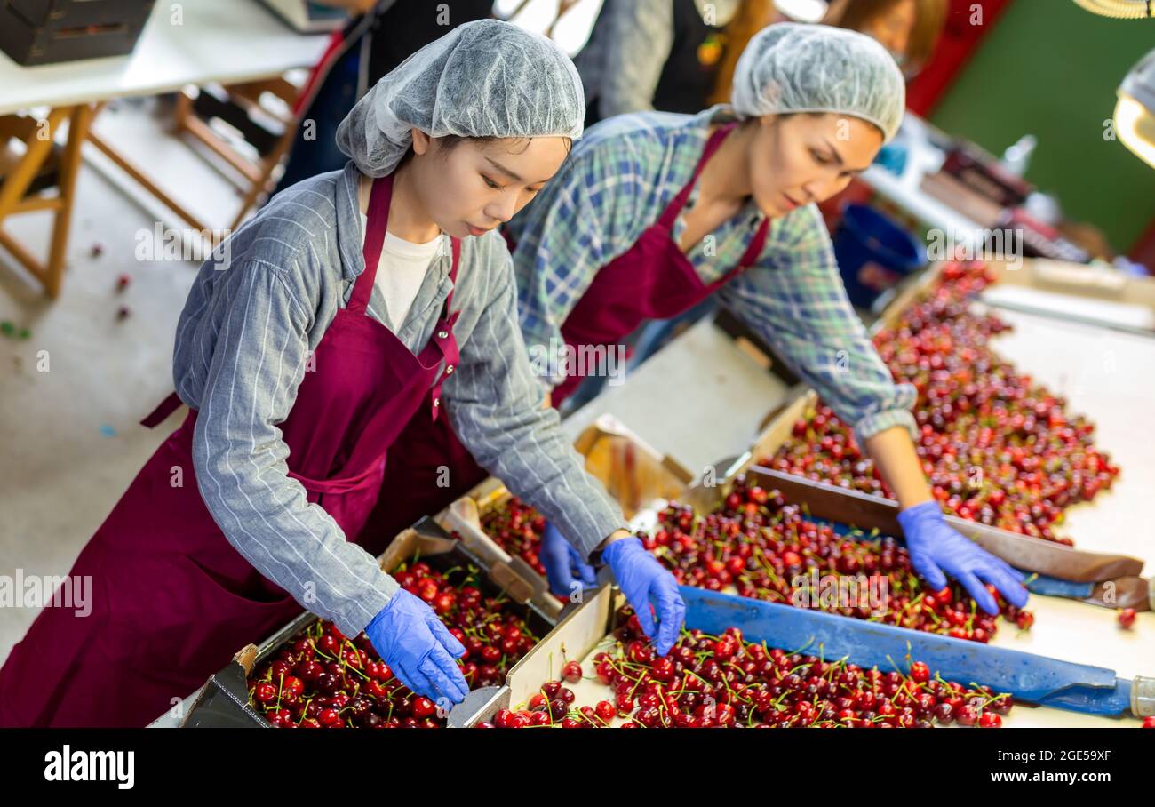 Women working on producing sorting line at fruit warehouse Stock Photo ...