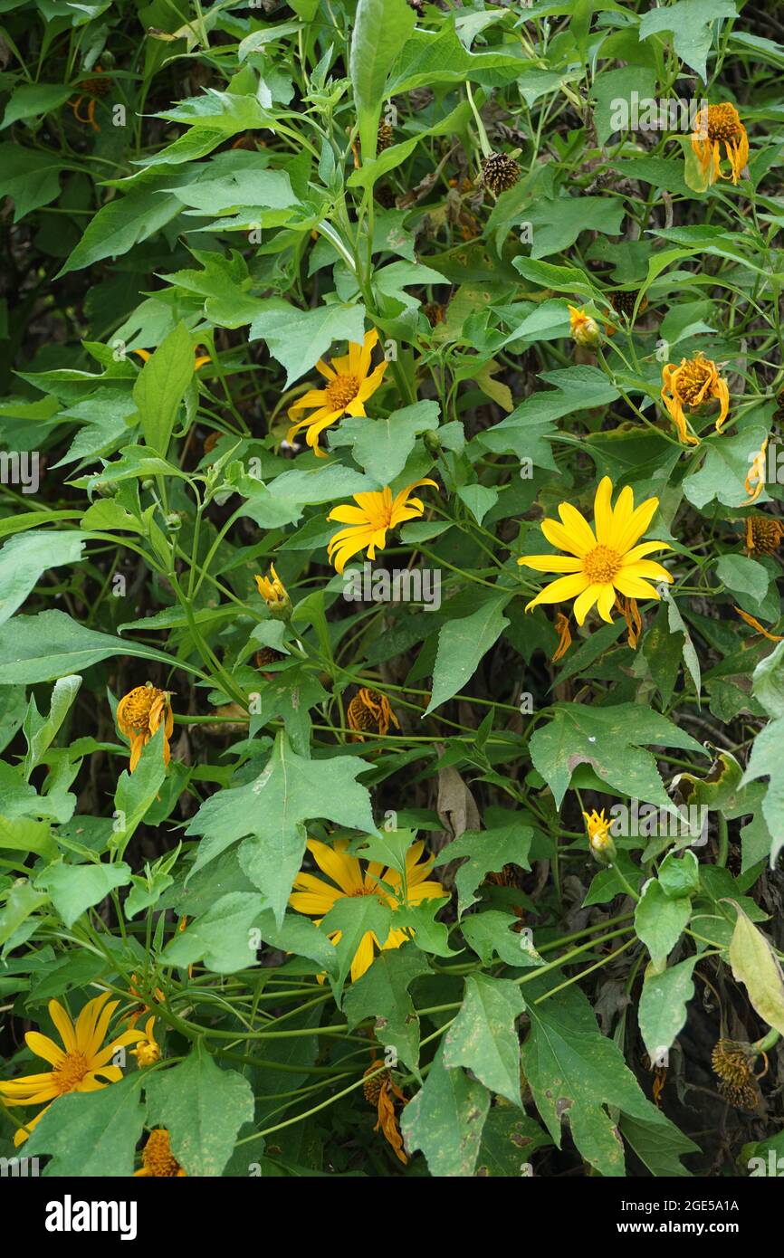 Home & Living 20 Seeds Mexican Sunflower Tithonia diversifolia Outdoor ...
