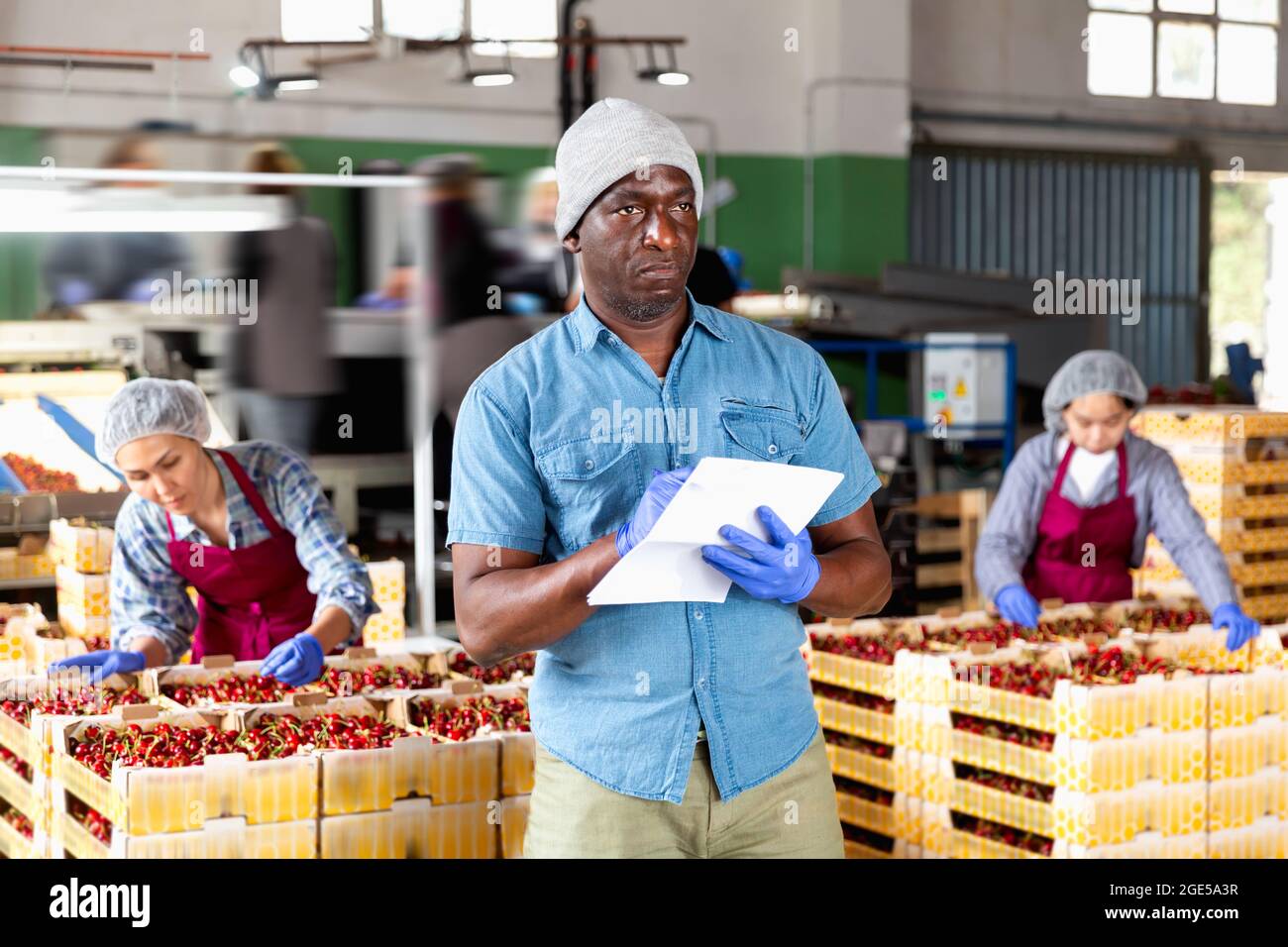 Man controlling process of sorting of fresh cherry on producing grading ...