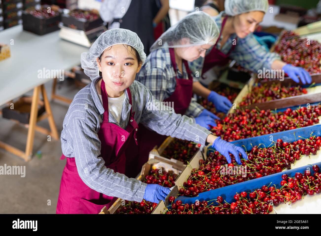 Female employees working on the producing sorting line at fruit ...