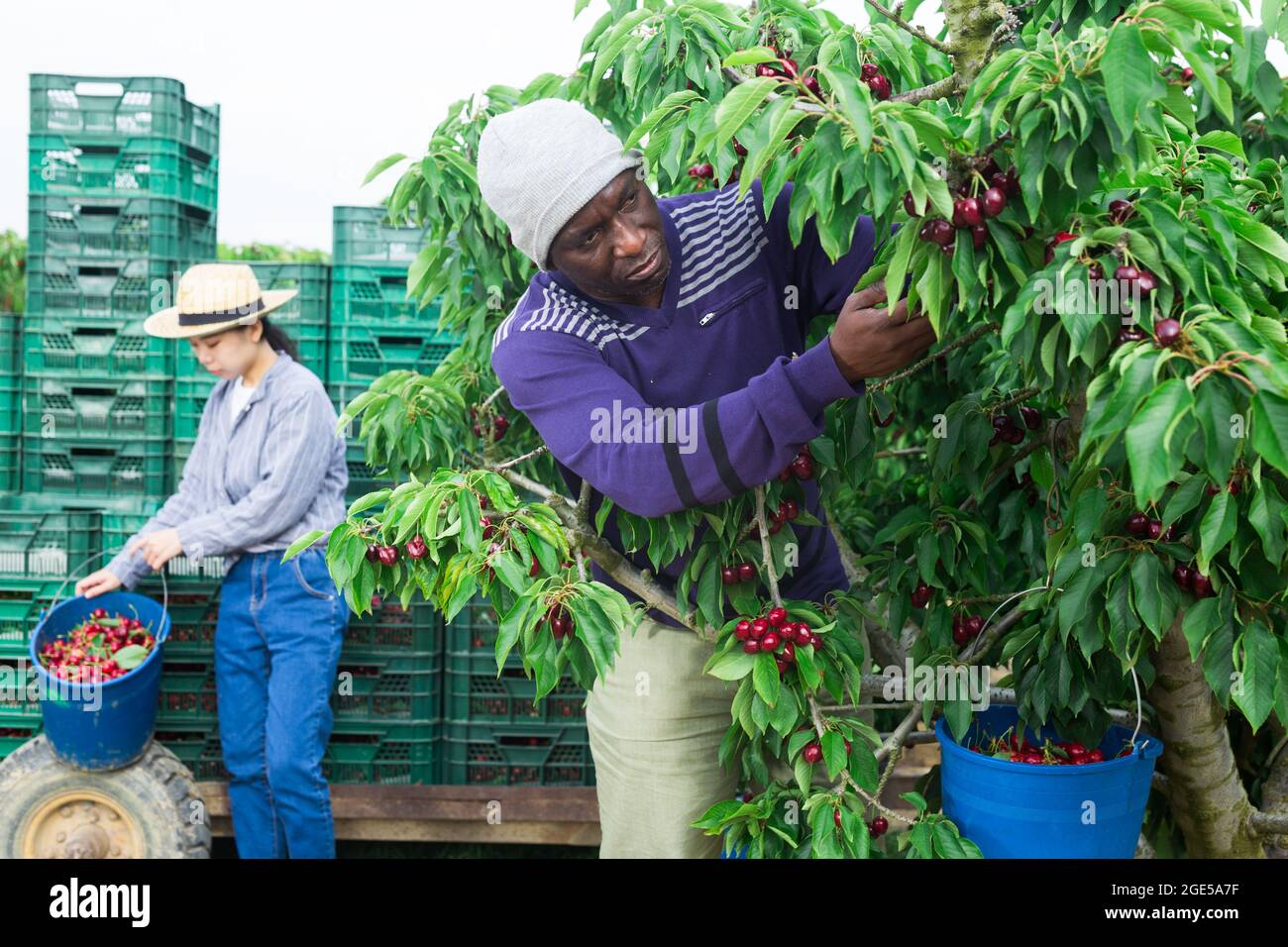 African male picking fruit in hi-res stock photography and images - Alamy