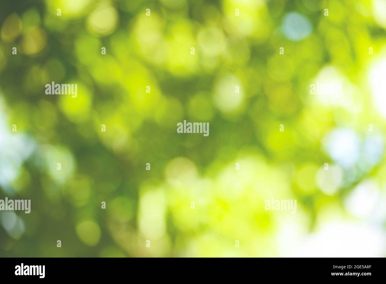 bokeh blur background branch tree green leaf on sky sunlight in tropical forest tree summer day ...