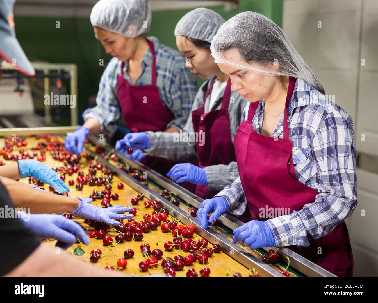 International women sorting cherries Stock Photo - Alamy
