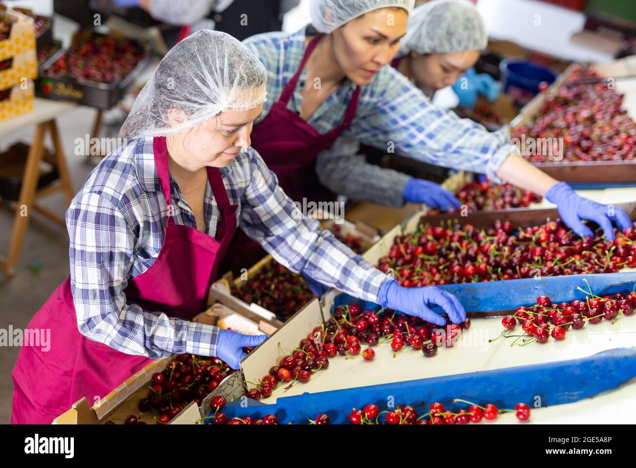 Women sorting cherry Stock Photo - Alamy