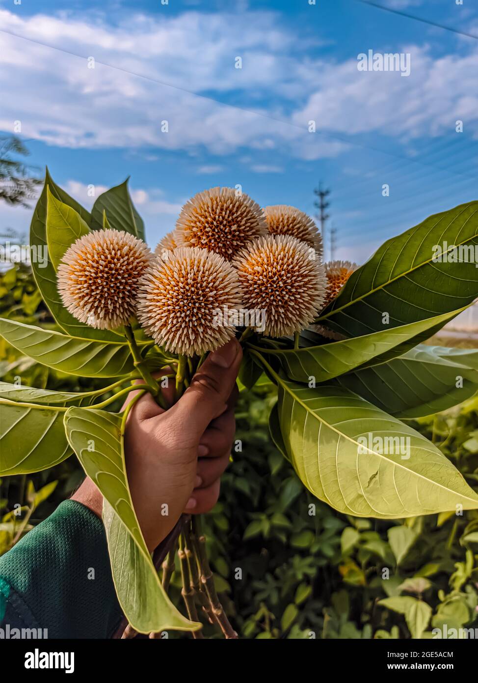 Kadamba Flower on hand Stock Photo - Alamy