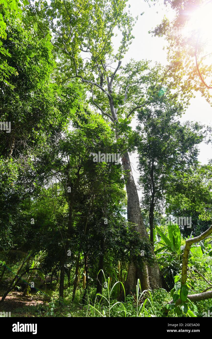 trees of parks on sunny days with forest background, beautiful morning ...