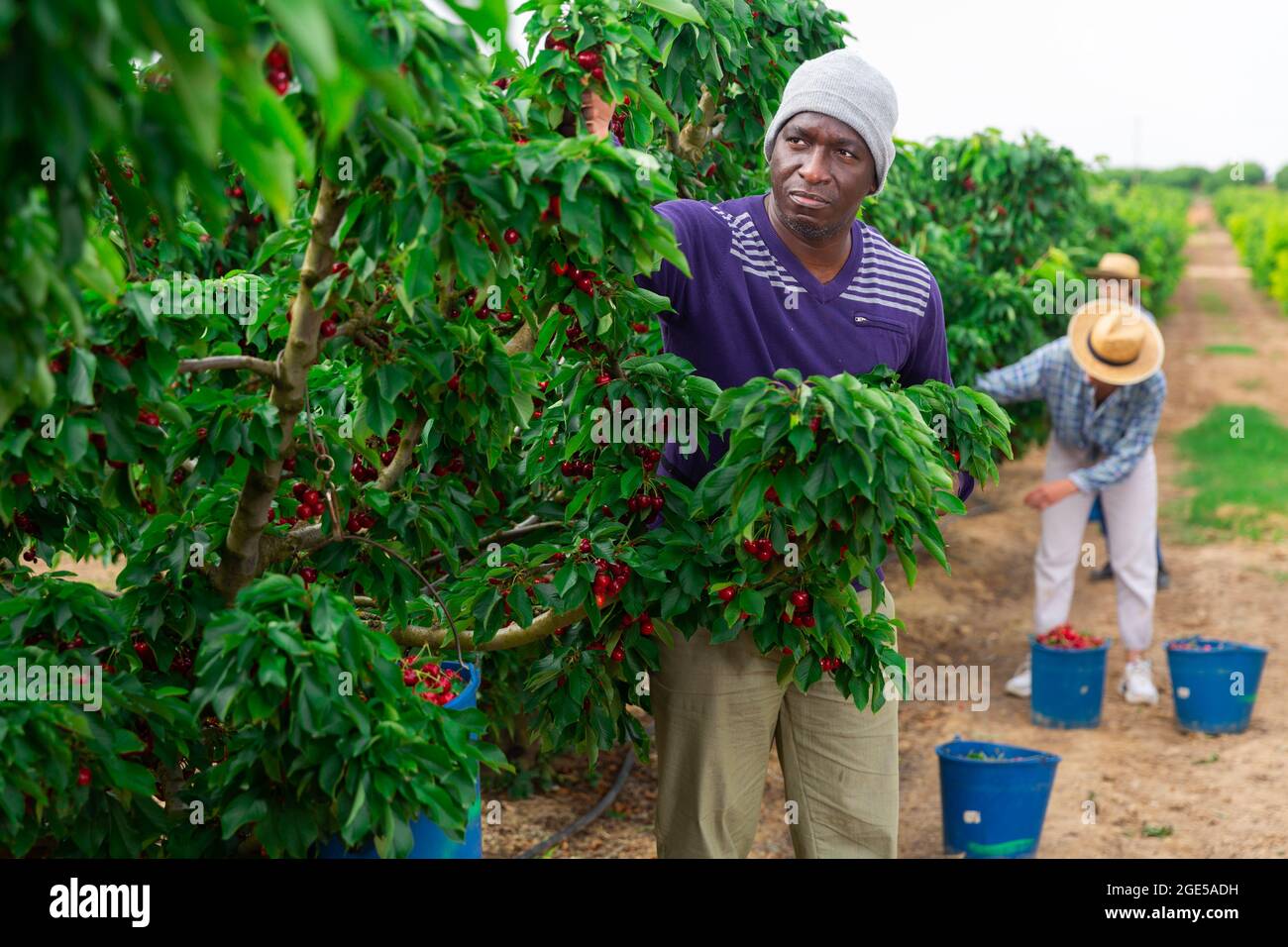 African farmer picking cherries in fruit garden Stock Photo - Alamy