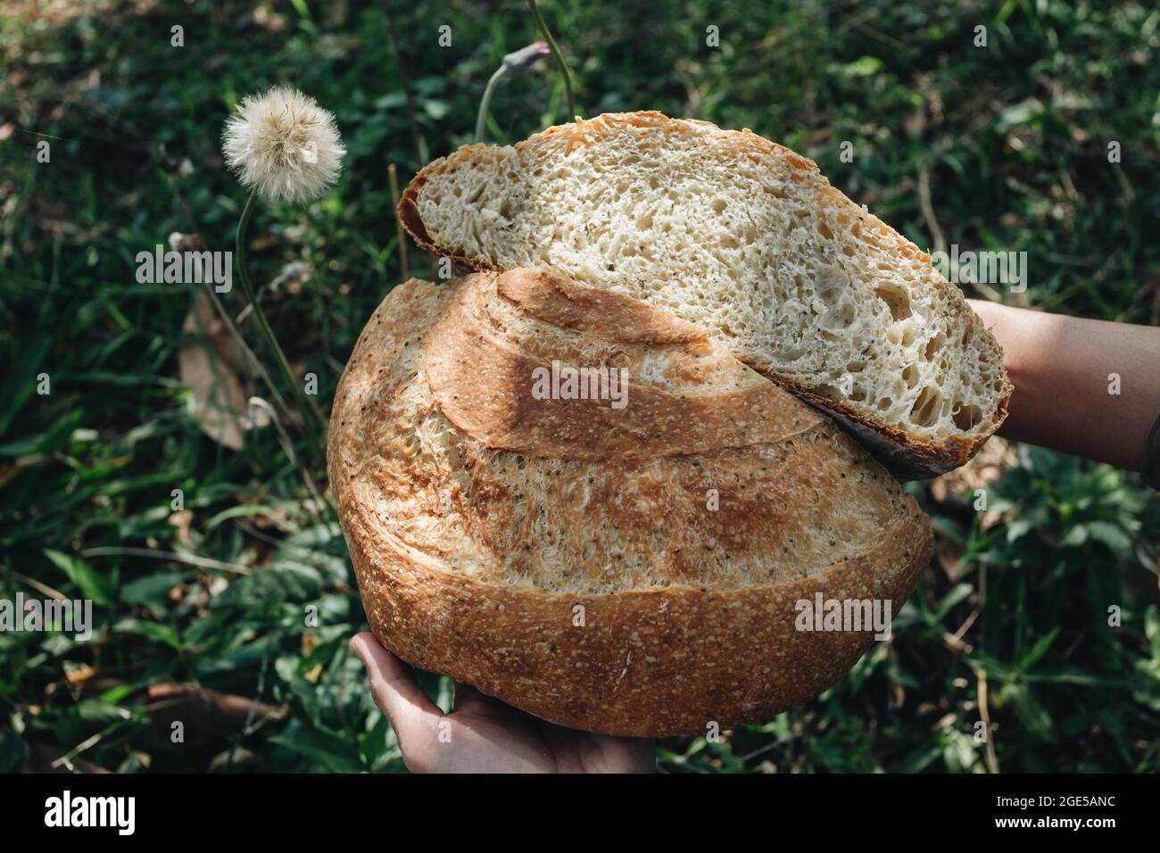 Homemade crusty open crumb artisan sourdough bread in the backyard ...