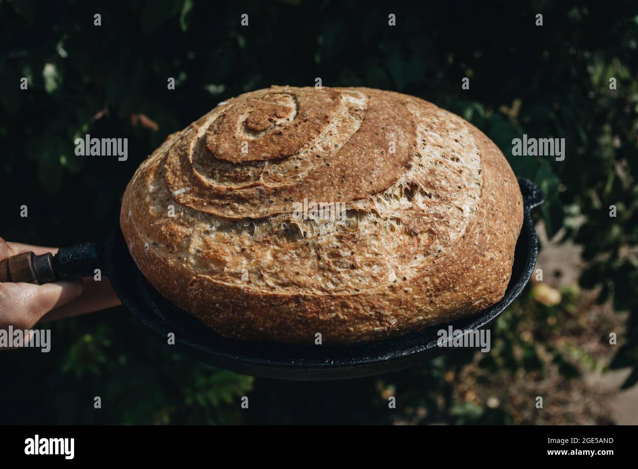 Homemade crusty artisan sourdough bread in the backyard, natural ...
