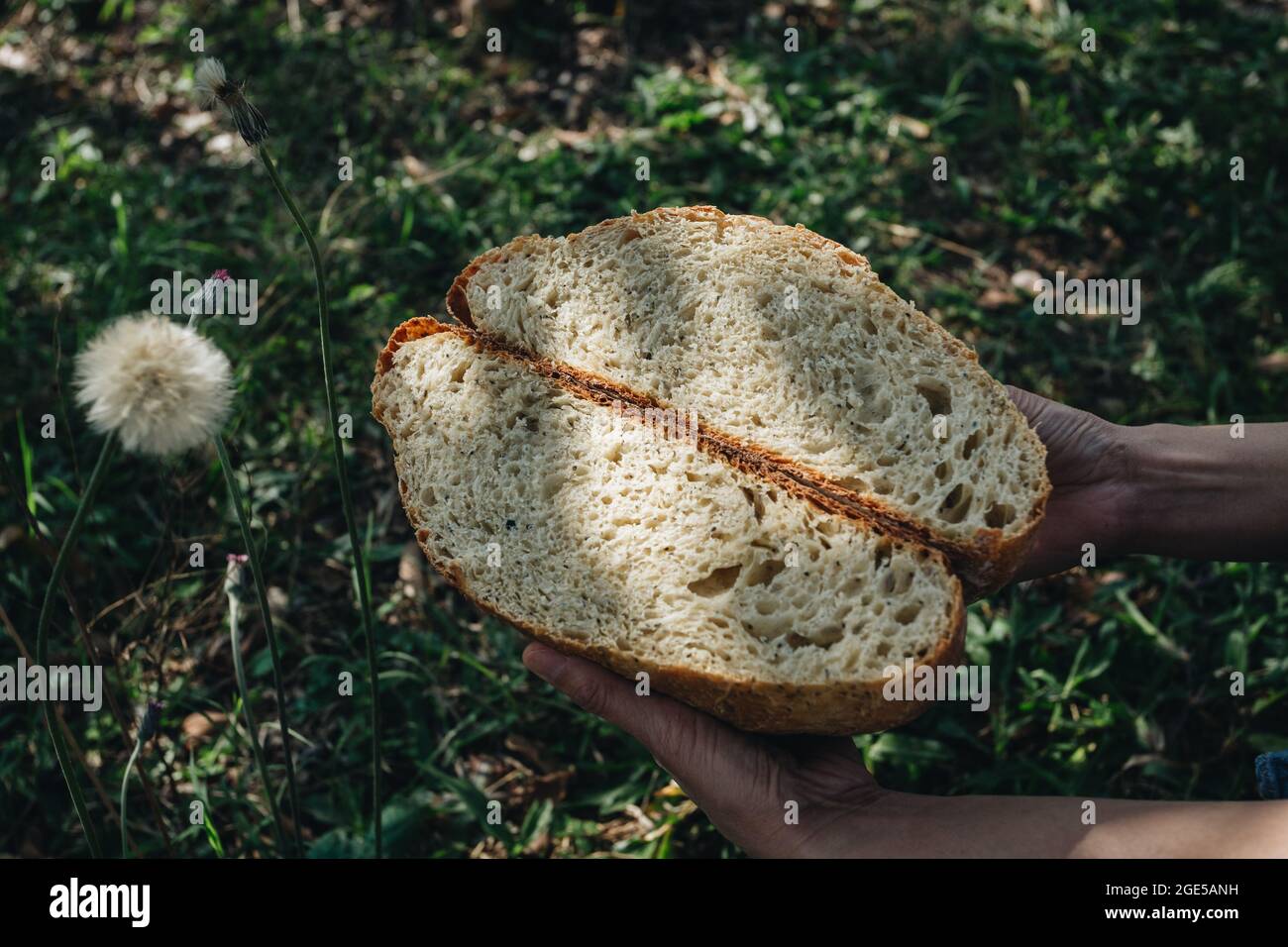 Homemade crusty open crumb artisan sourdough bread in the backyard ...