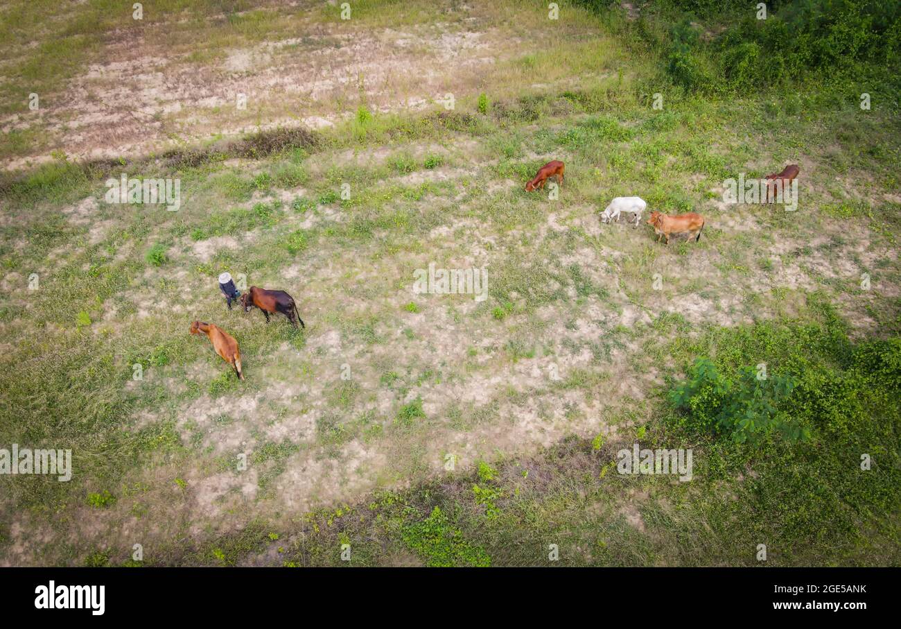 Aerial view fields and cow nature farm background, top view field from ...
