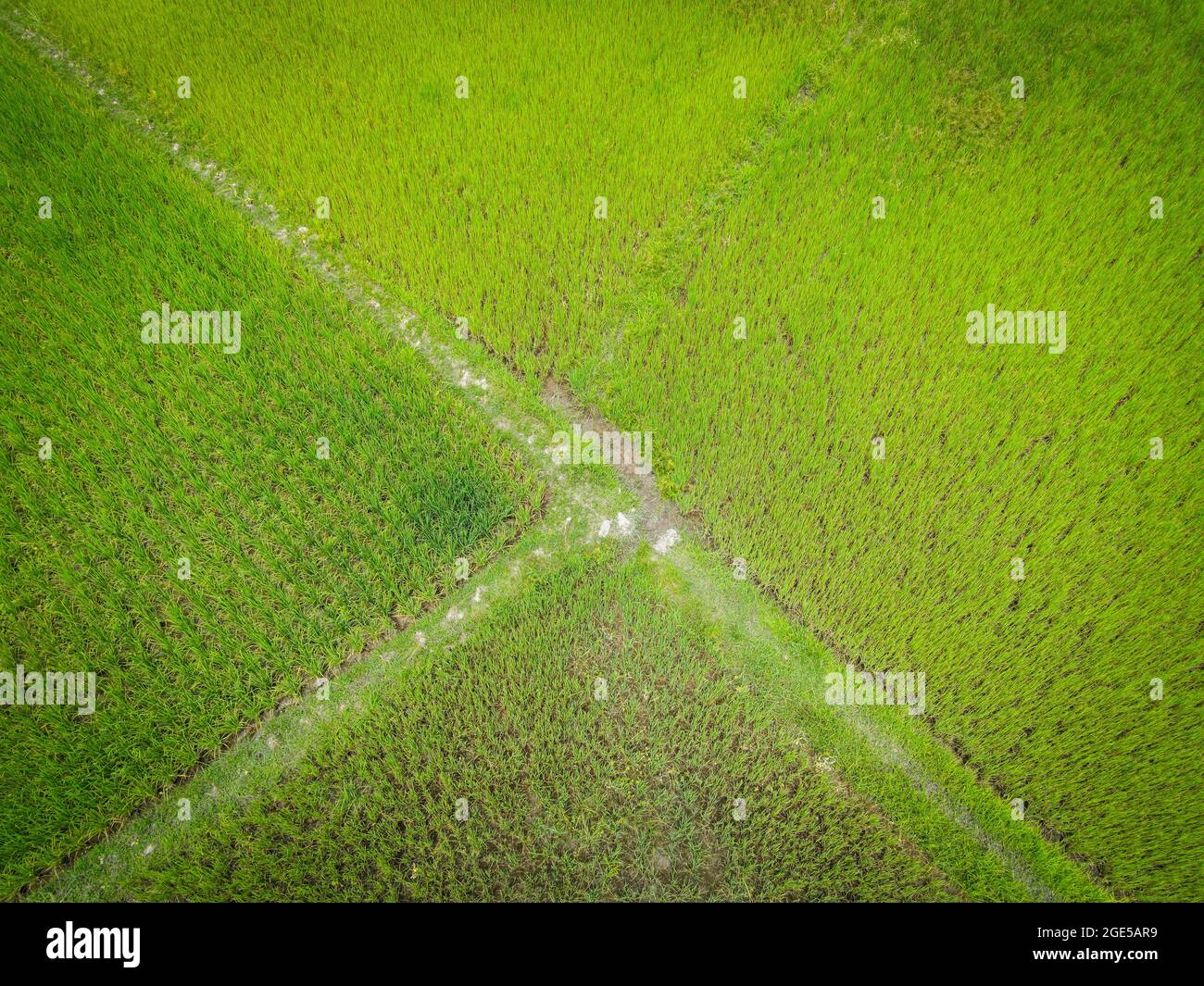 Aerial view of the green rice fields nature agricultural farm ...