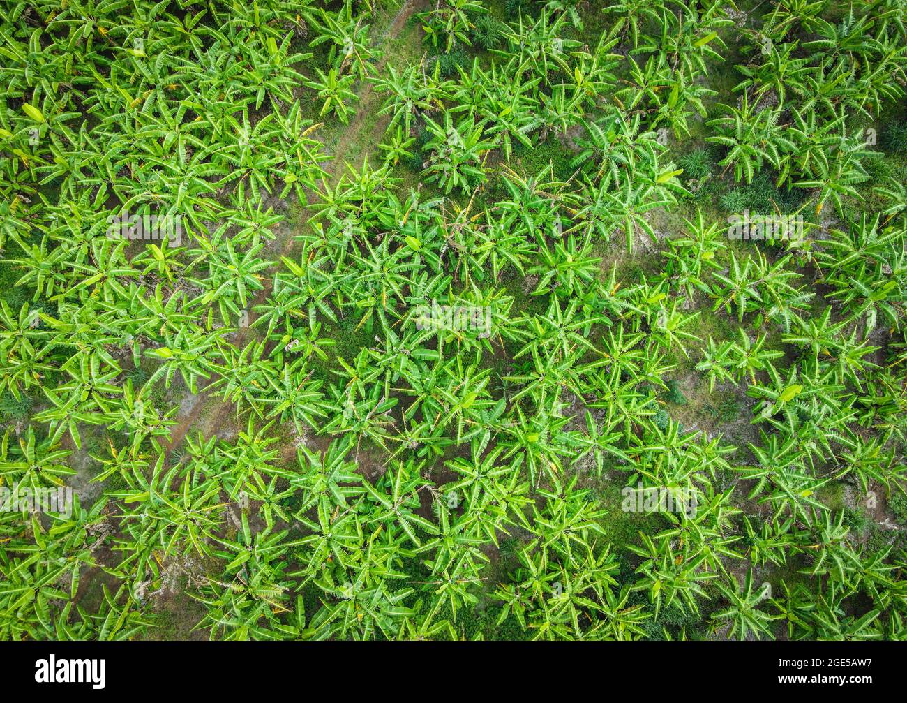 Aerial view of the banana leaf green fields nature agricultural farm ...