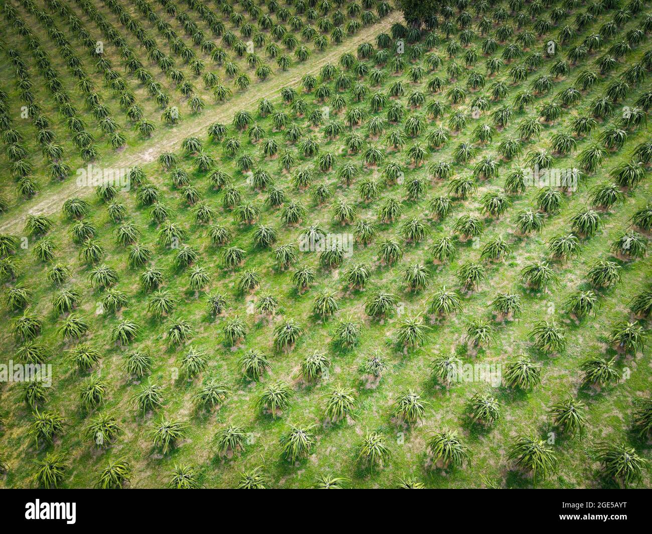 Aerial view of the dragon fruit green fields nature agricultural farm ...