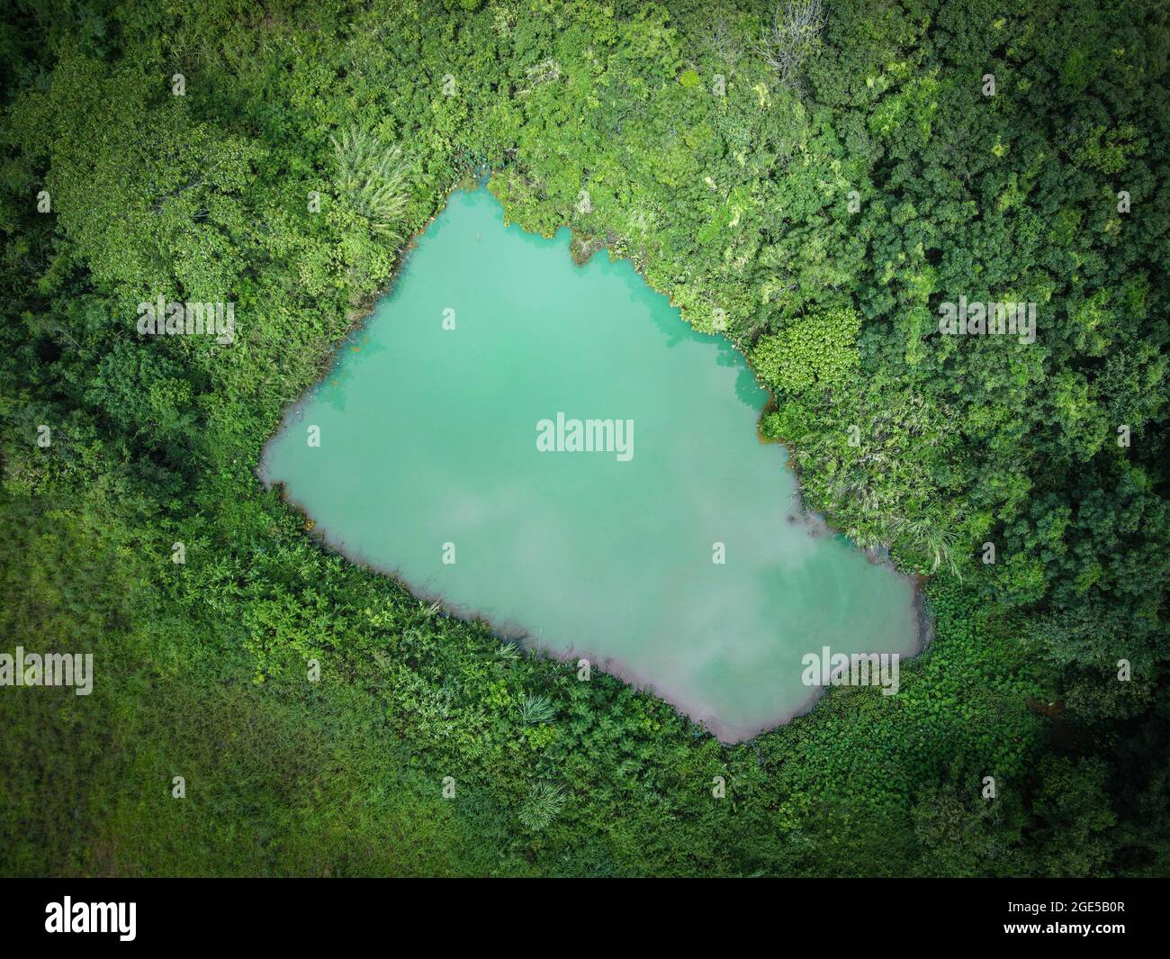 Aerial view river forest nature woodland area green tree, Top view ...