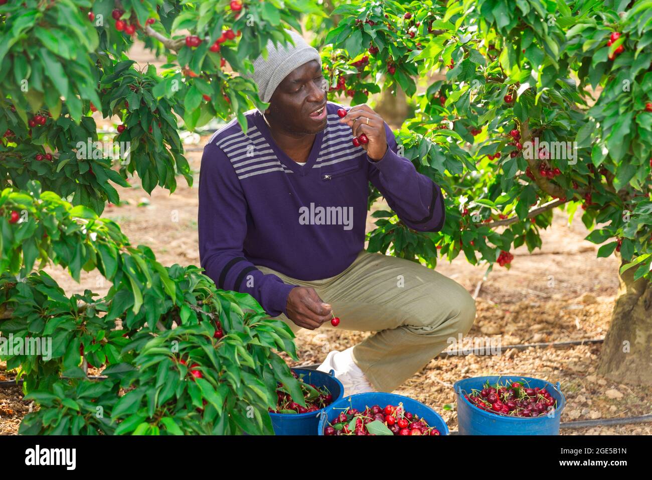 African farmer picking cherries in fruit garden Stock Photo - Alamy