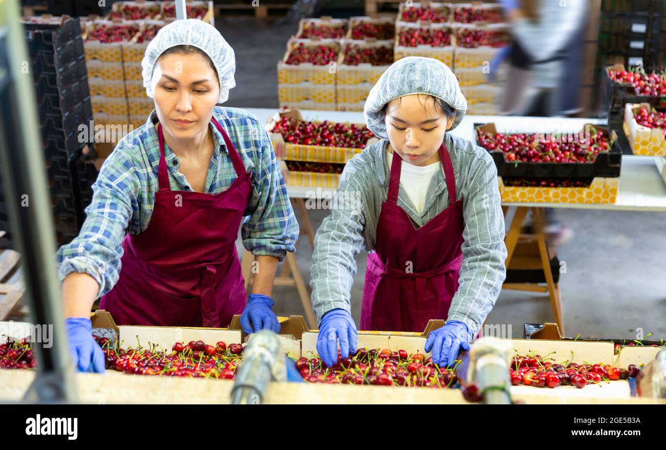 Group of warehouse workers sorting ripe cherry in fruit warehouse Stock ...