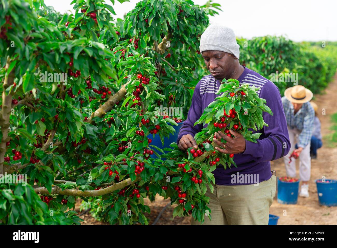 Portrait of afro male worker picking cherry in box Stock Photo - Alamy