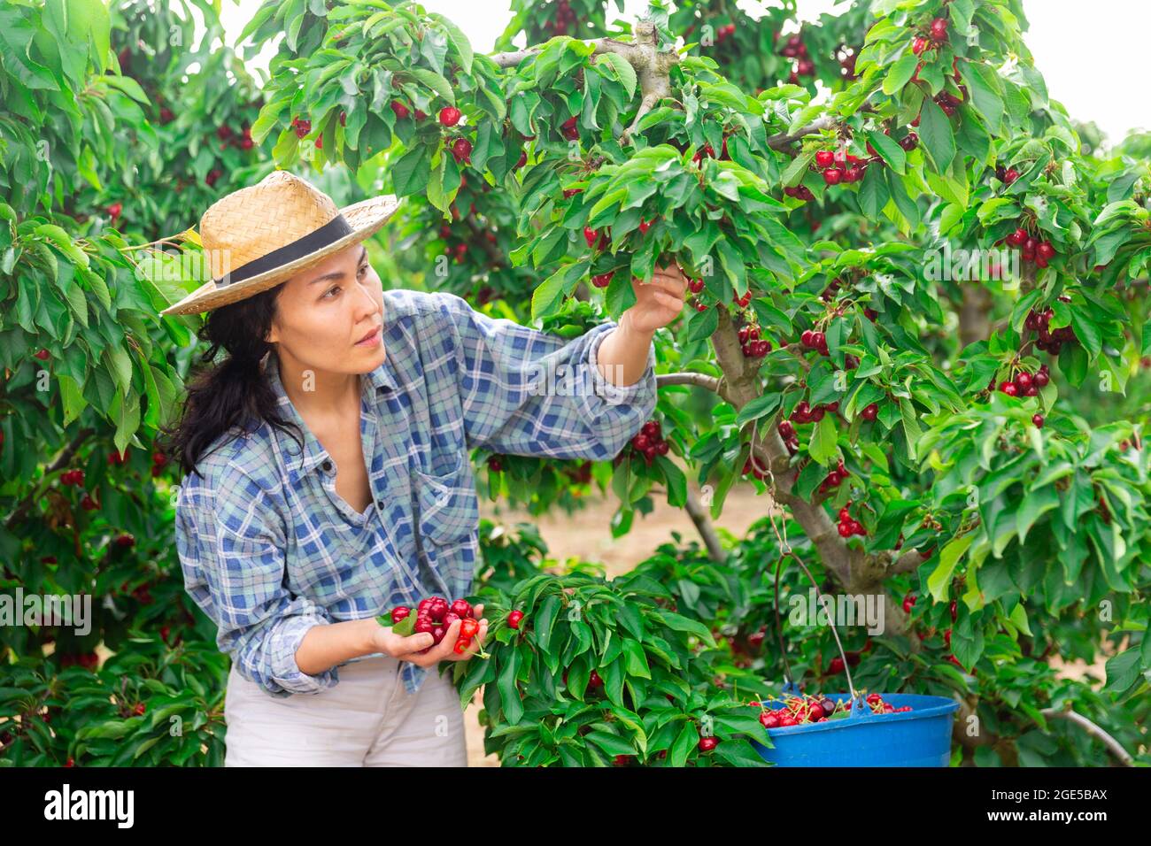 Woman picking cherry Stock Photo - Alamy