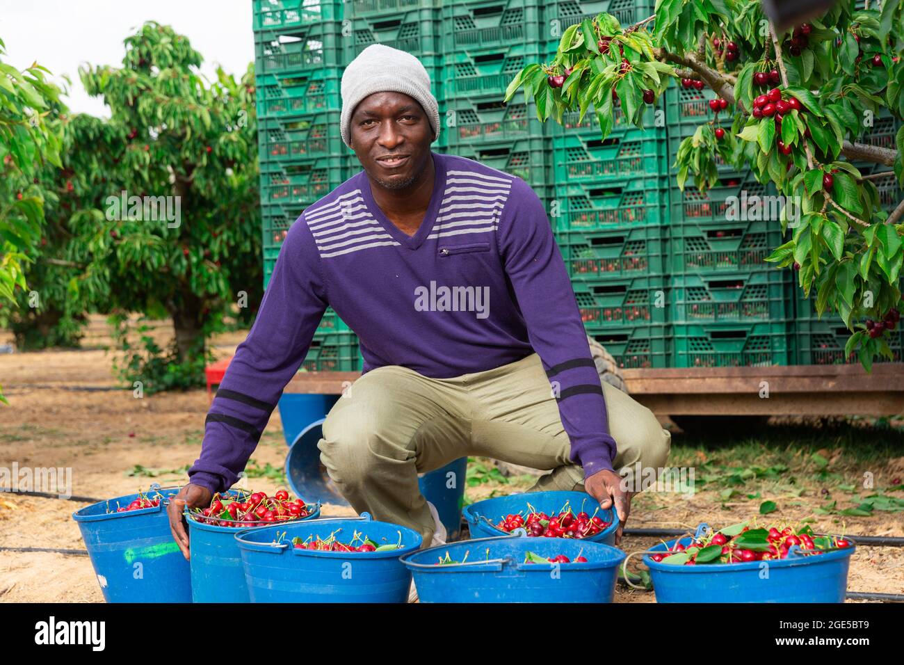 African farmer picking cherries in fruit garden Stock Photo - Alamy