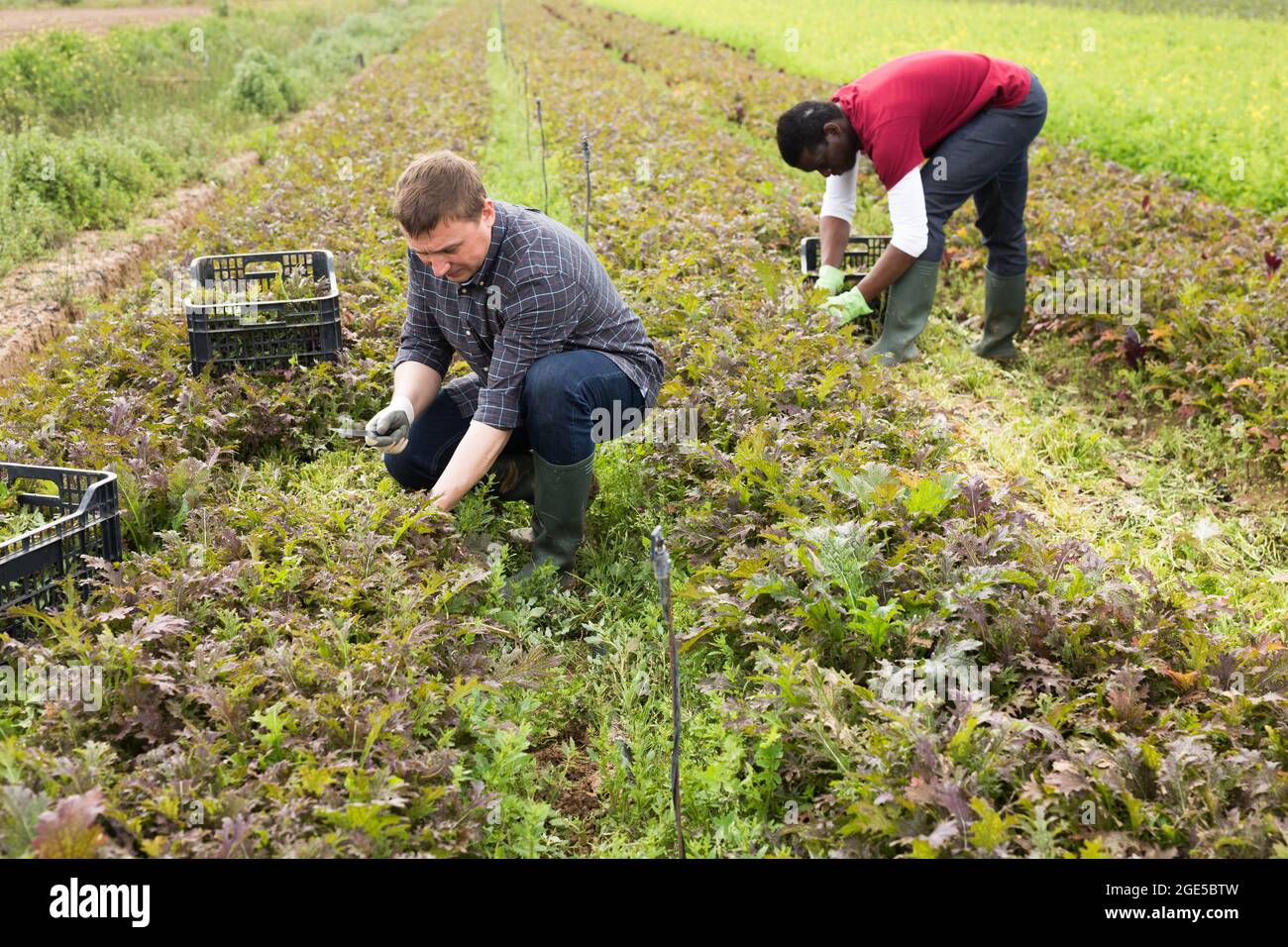 Farm workers gathering in crops of red mizuna Stock Photo - Alamy