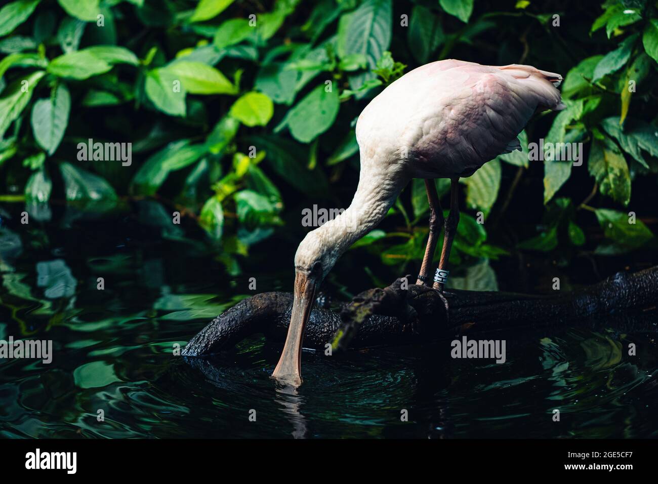 The roseate spoonbill, a wading bird of the ibis and spoonbill family ...
