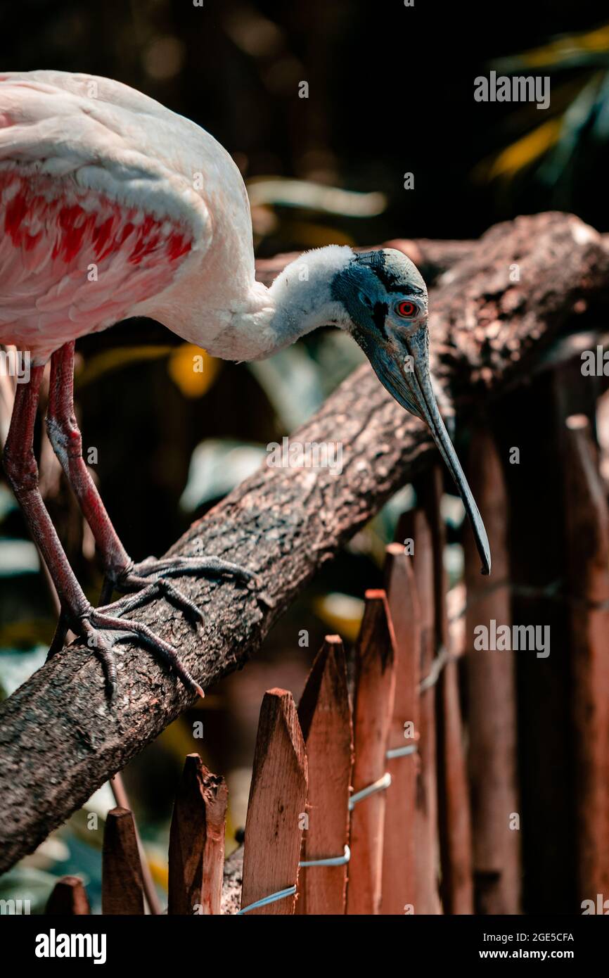 The roseate spoonbill, a wading bird of the ibis and spoonbill family ...