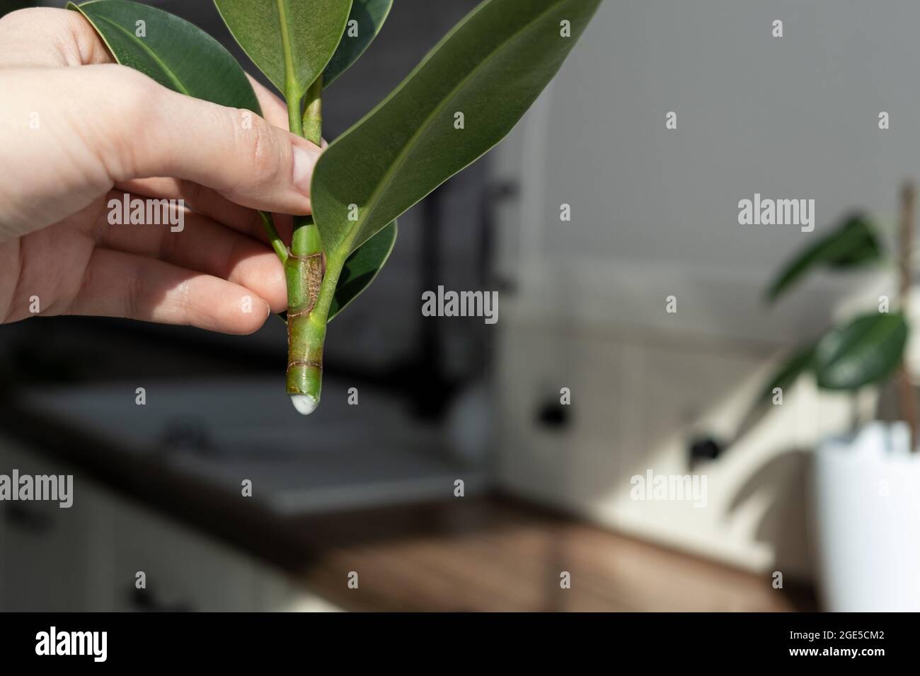 ficus cuttings. Breeding potted plants. Ficus elastica Stock Photo - Alamy