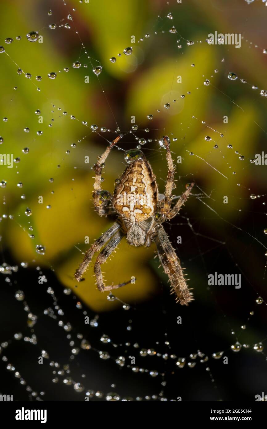 Wet web hi-res stock photography and images - Alamy