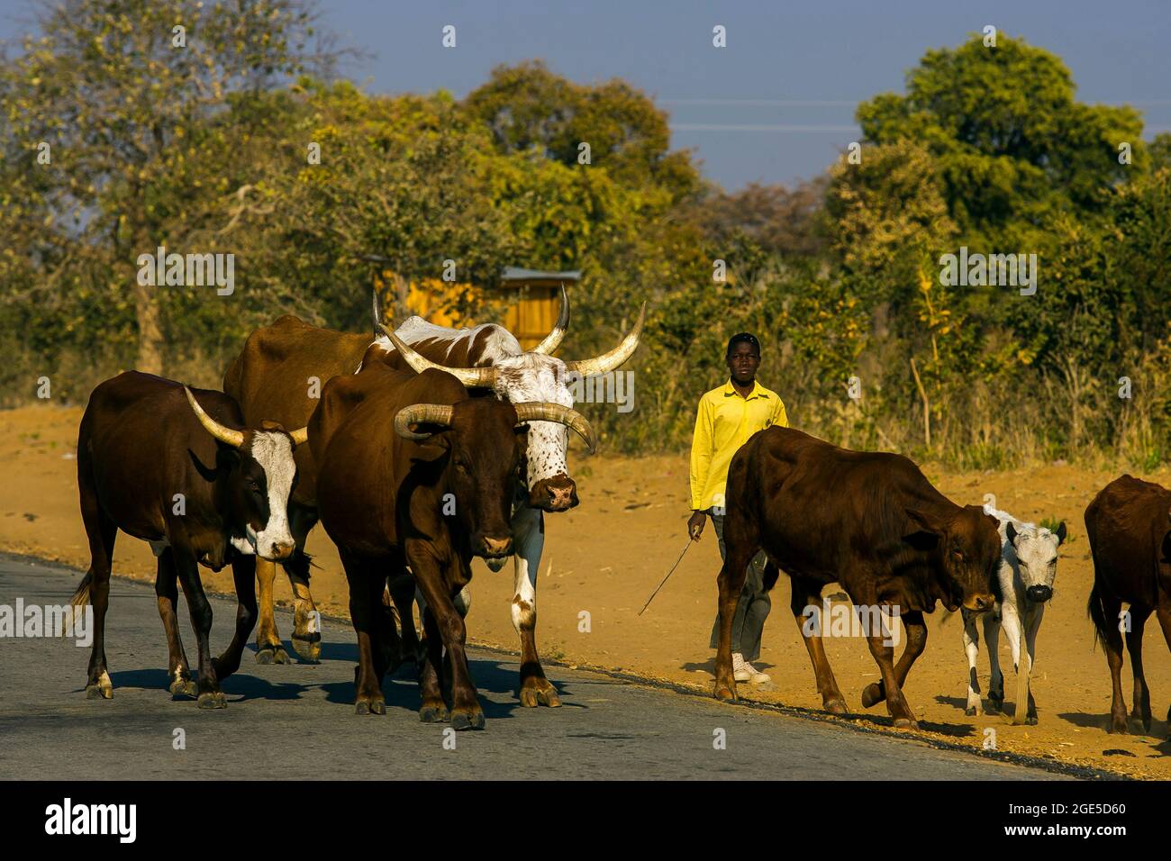 African boy and his cattle on the Caprivi Strip, Namibia Stock Photo ...