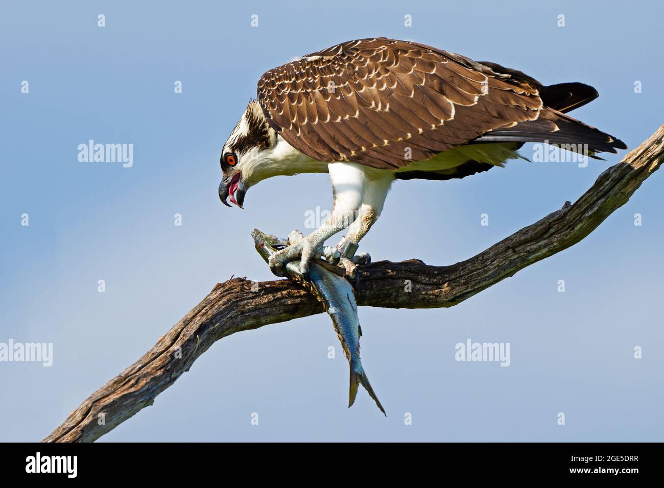 Juvenile Osprey in Tree with Large Fish Stock Photo - Alamy