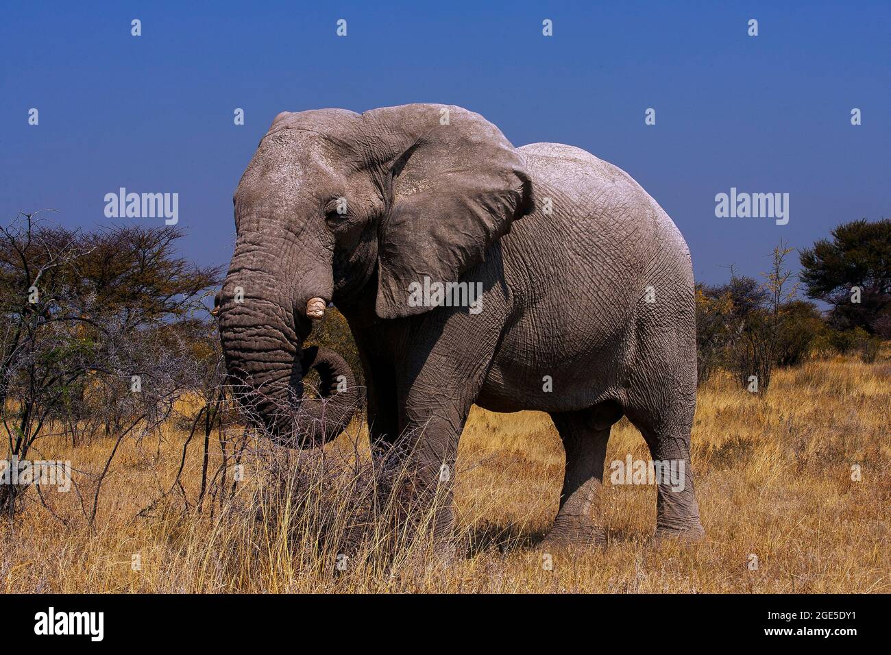 Big elephant (Loxodonta africana), Etosha National Park, Namibia Stock ...