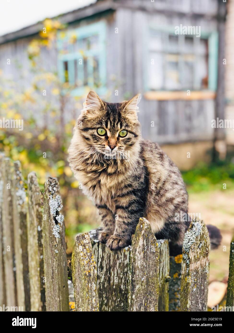 Fluffy tabby cat sits on a fence in a village Stock Photo - Alamy