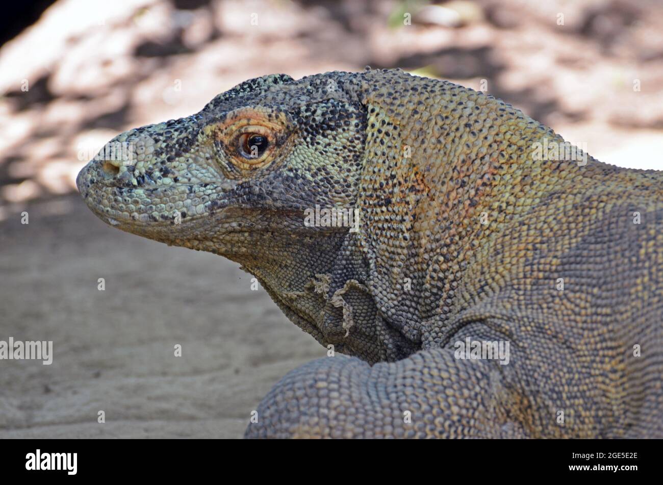 Head of the lizard Varan close-up in the rainforest Stock Photo - Alamy