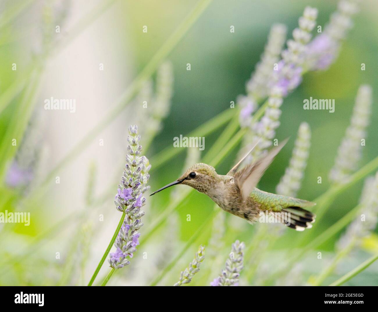 Hummingbird attractant hi-res stock photography and images - Alamy