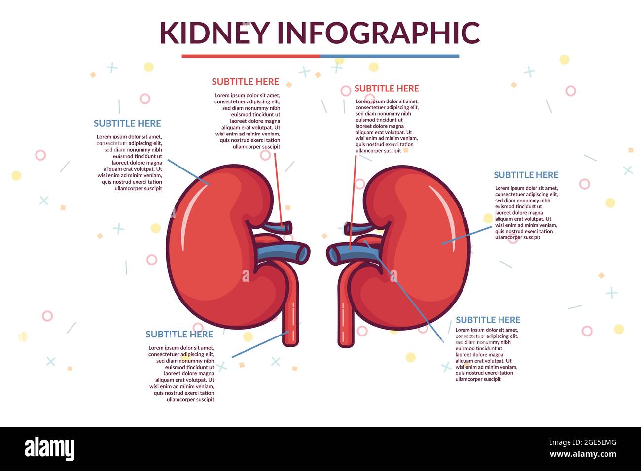 kidney infographic vector template illustration Stock Vector Image ...