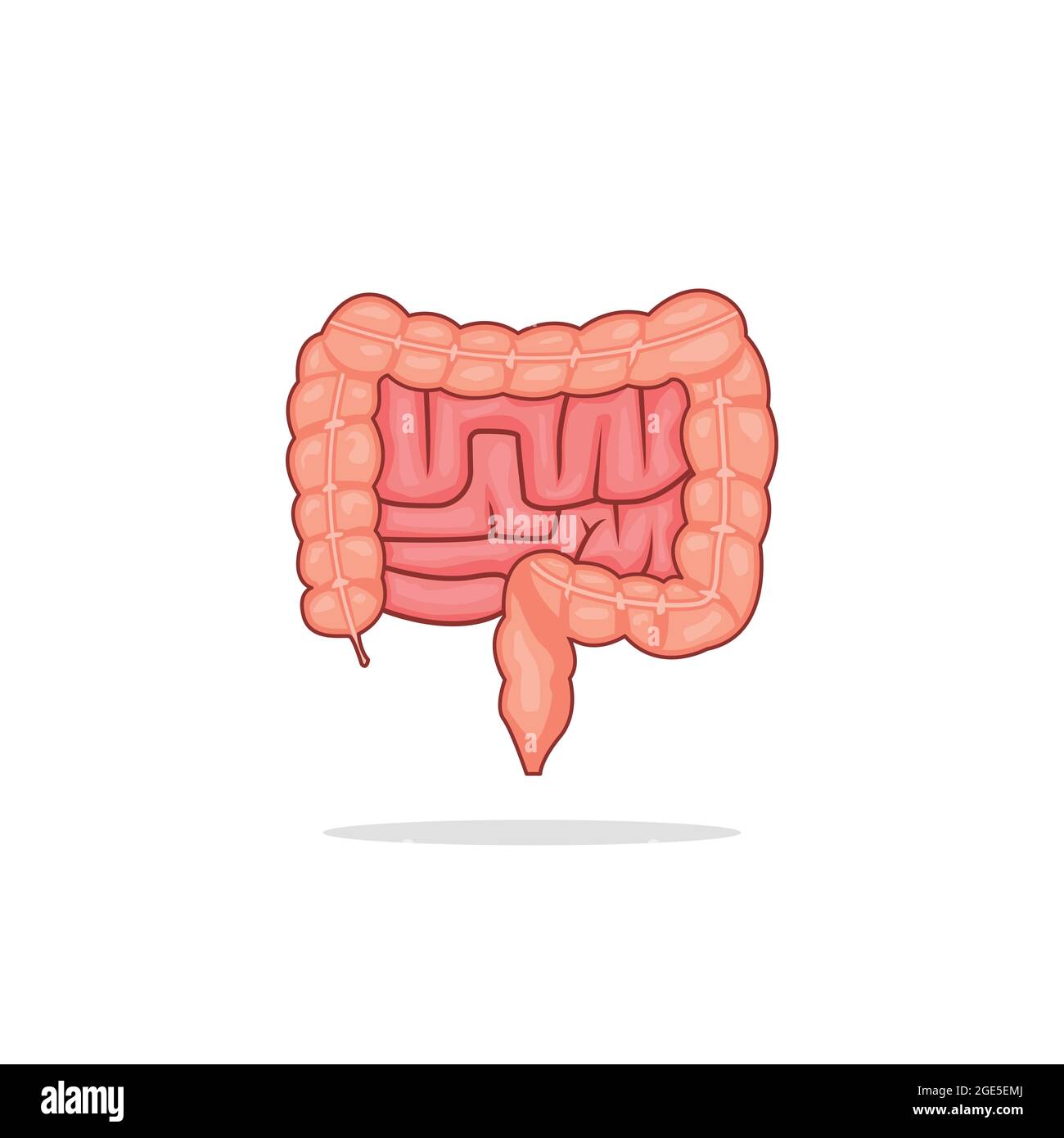 intestines vector stock illustration isolated on white background Stock ...