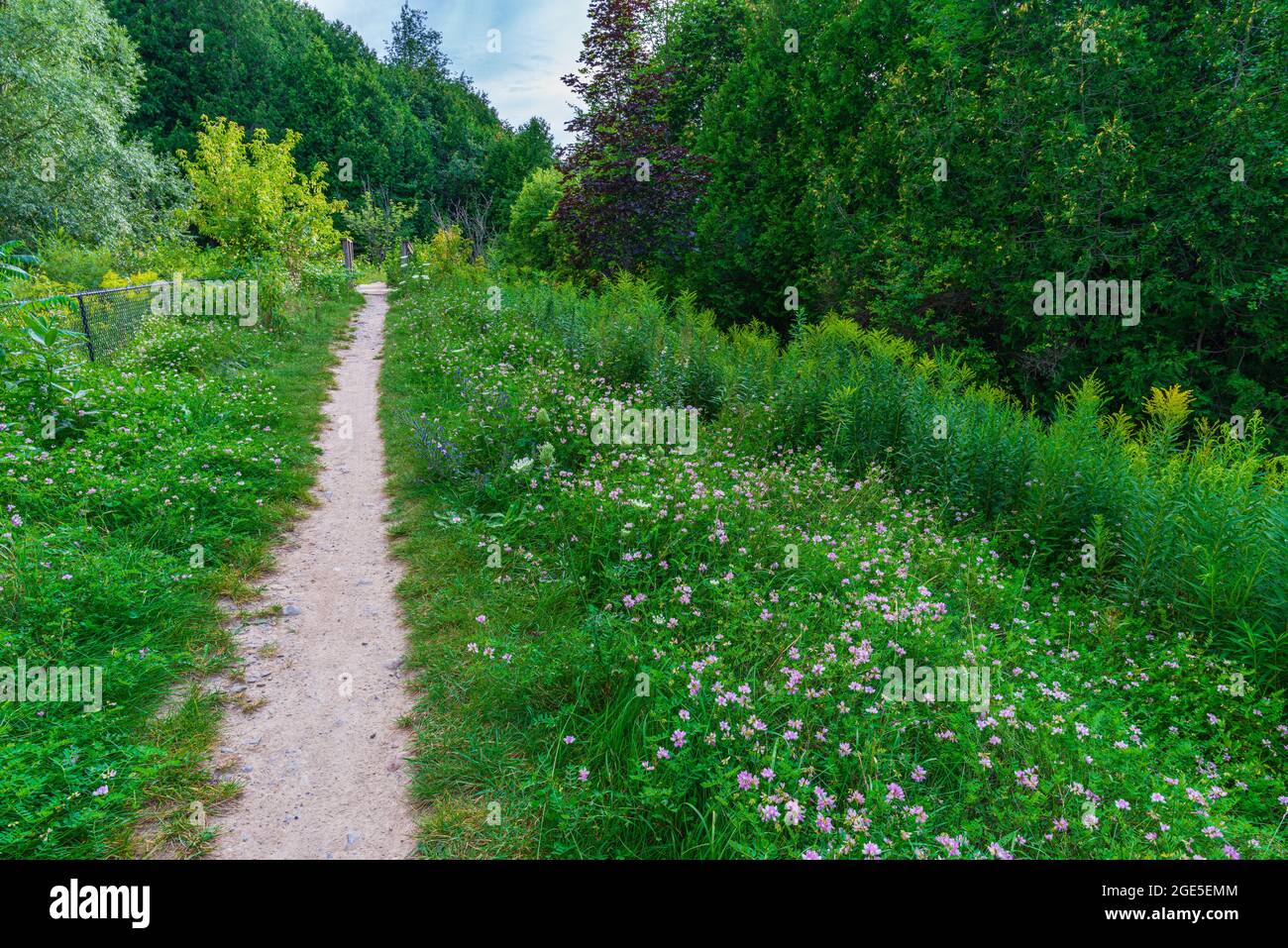 Canadian Forest Trail Ontario Canada in summer Stock Photo - Alamy