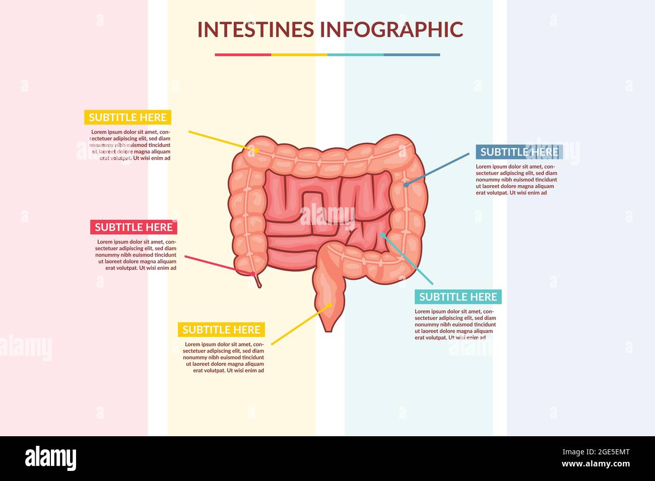 Small Intestine Icon Vector Vectors High Resolution Stock Photography ...