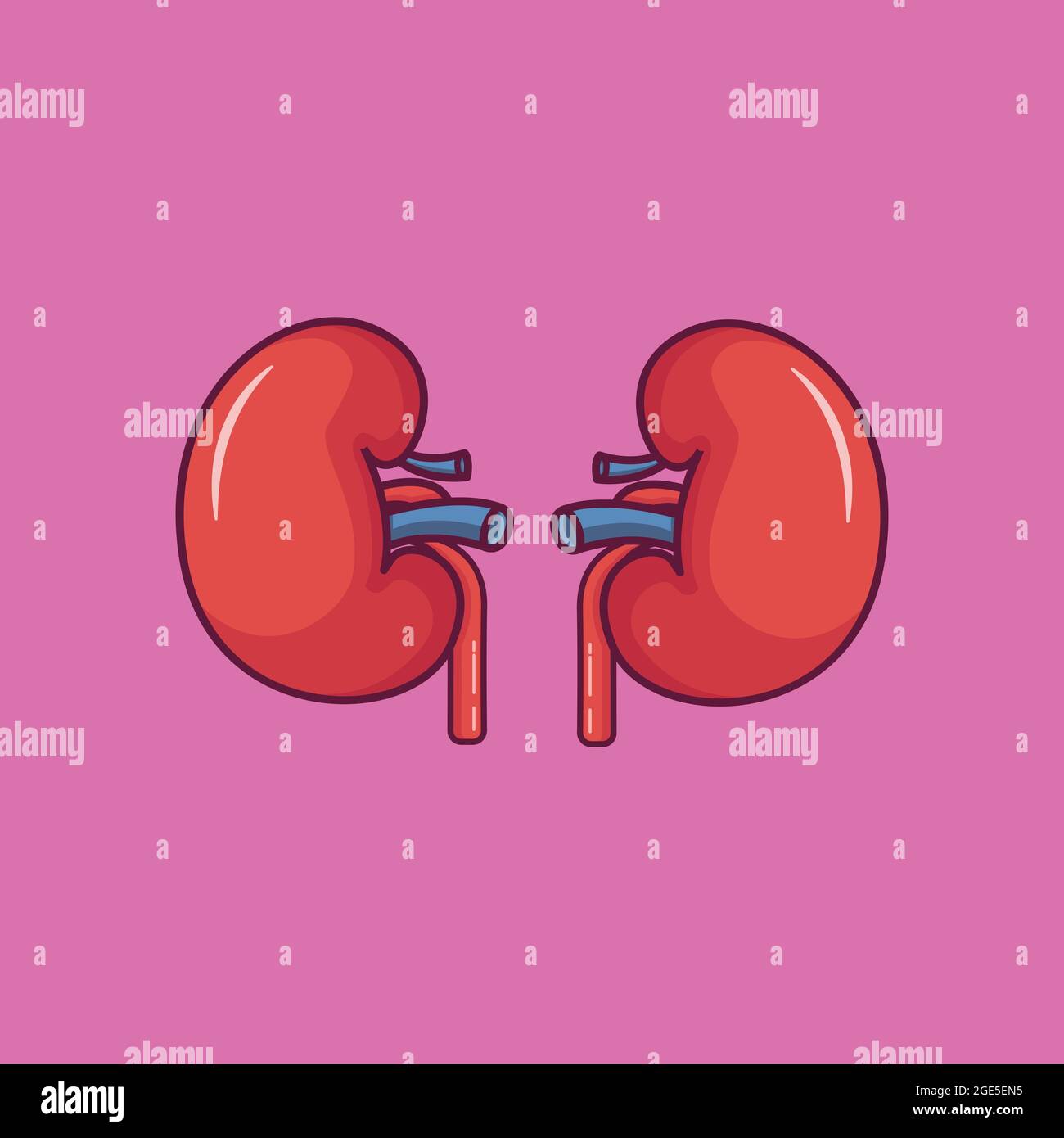 kidney organ vector. kidney isolated illustration Stock Vector Image ...