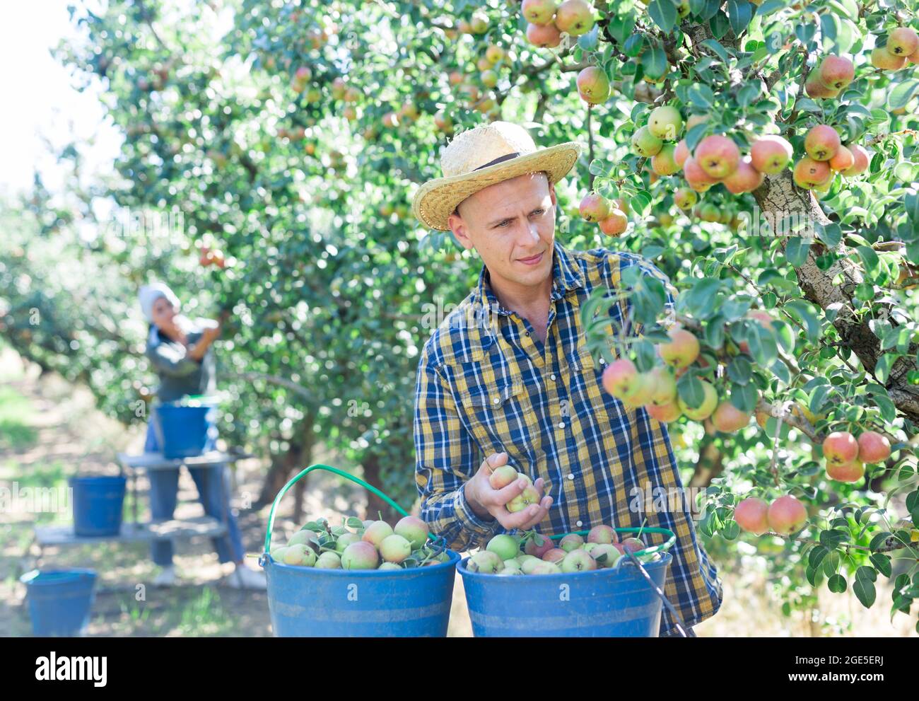 Ripen from the tree hi-res stock photography and images - Alamy