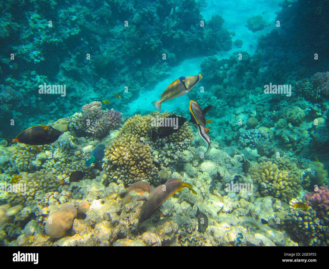 Underwater photography of the Red Sea reefs in South Sinai Stock Photo ...